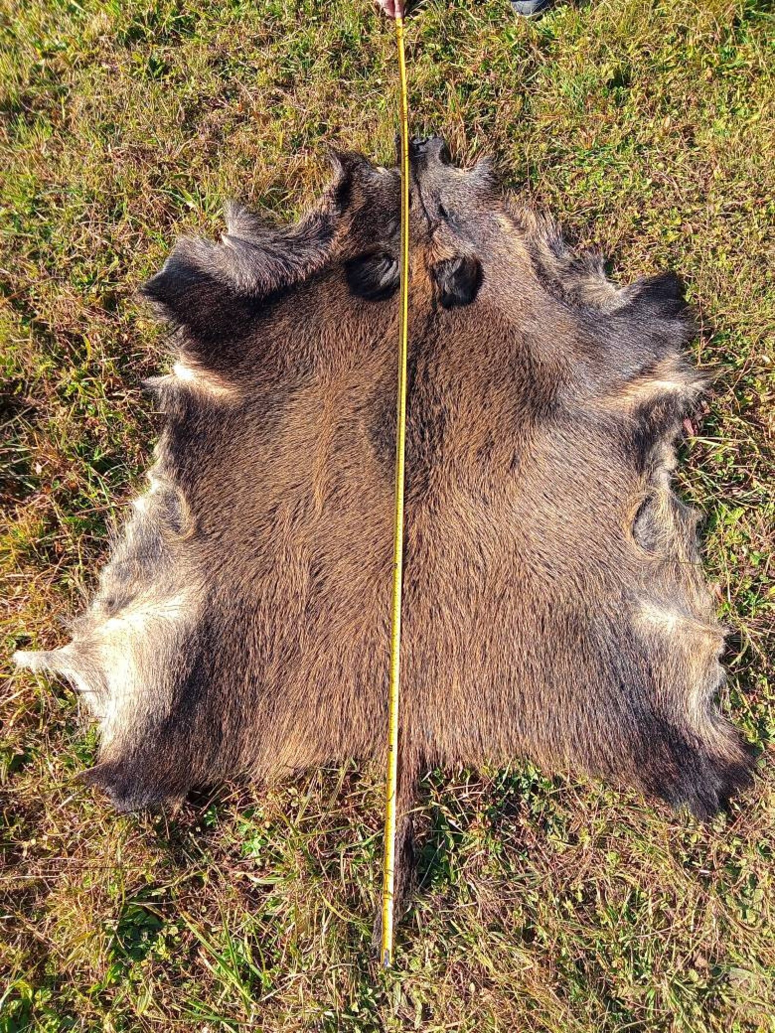 Real Giant Wild European Wild Hog Boar Skin Pelt Area Rug Hide - Etsy