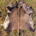 Real Giant Wild European Wild Hog Boar Skin Pelt Area Rug Hide ...