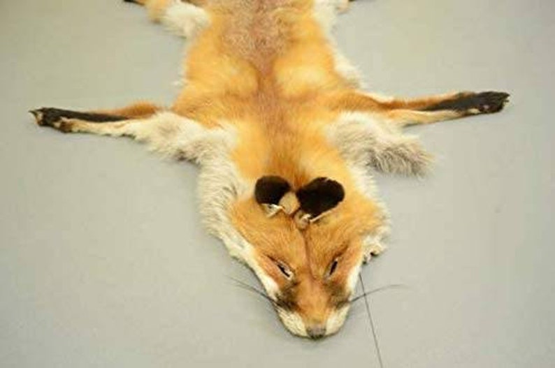Highland Wild Red Fox Skin Hide Pelt Fur High Quality Complete - Etsy