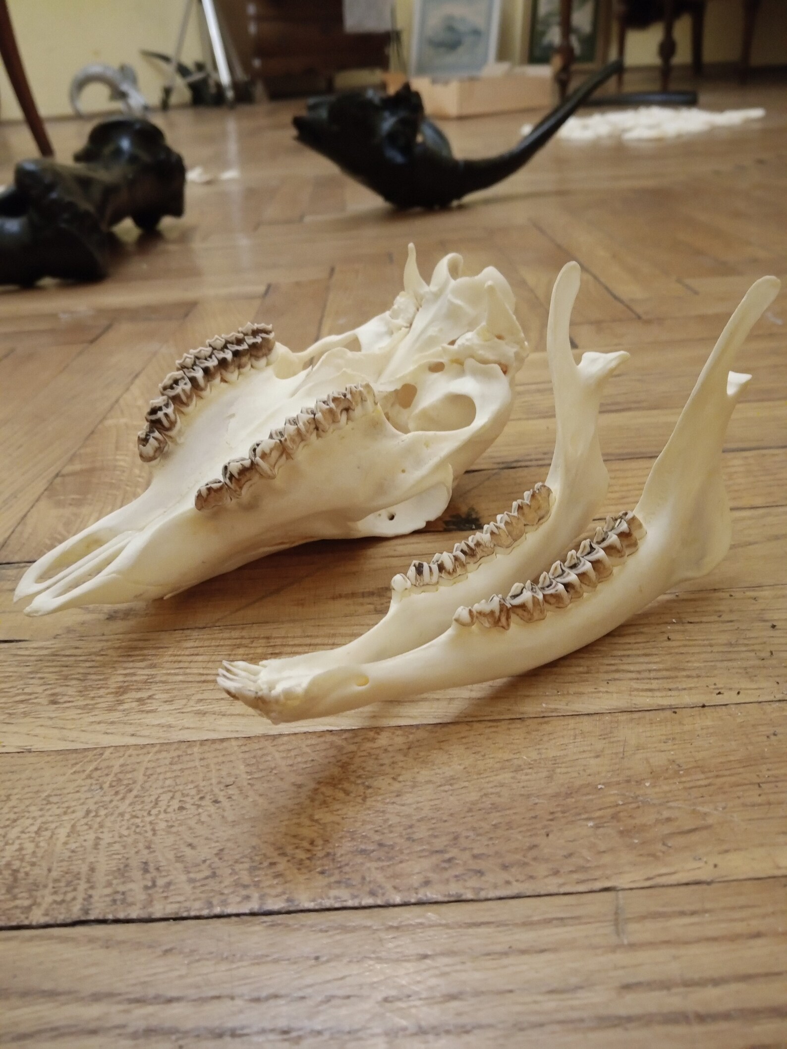 Perfect Small Deer Skull Complete Entire Upper and Lower Jaws | Etsy