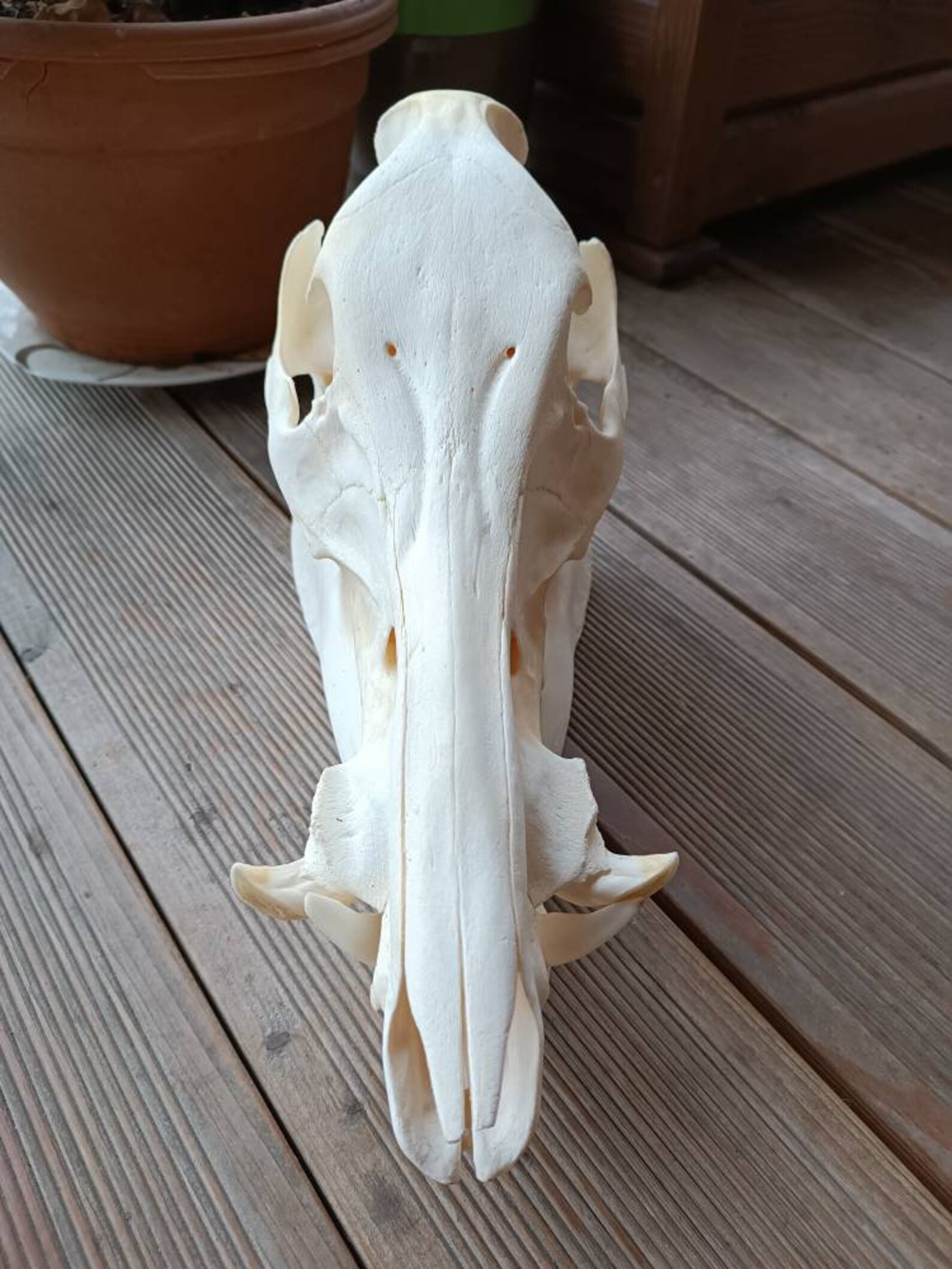 European Wild Boar Skull sus Scrofa Home Decor Shamanic - Etsy