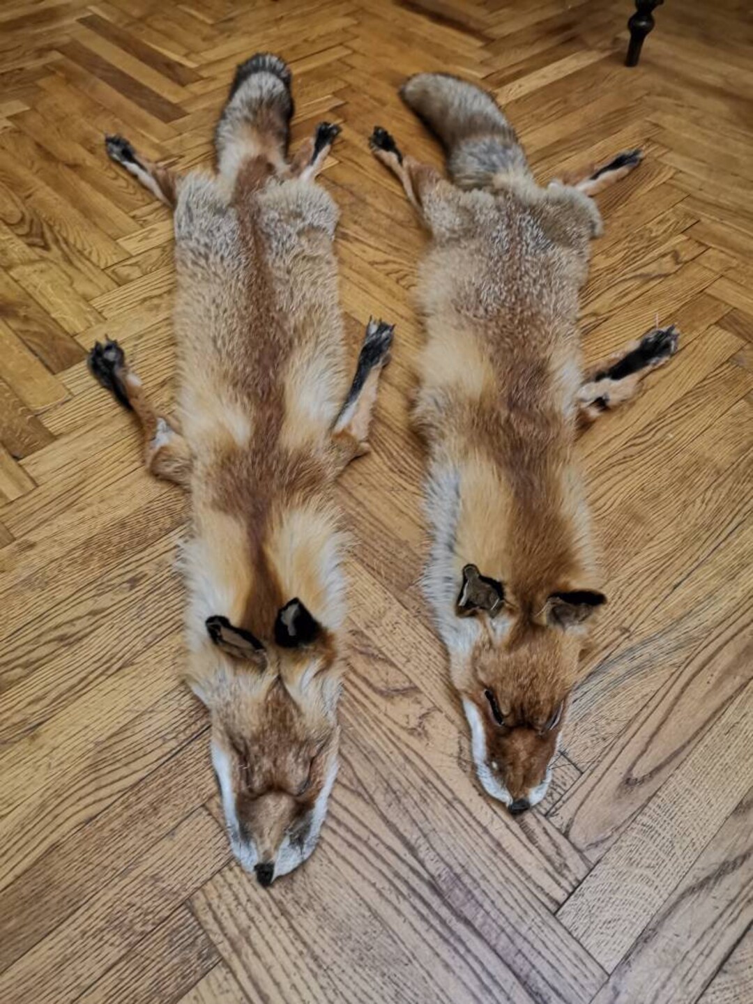 Set 2 Wild Highland Red Fox Skin Hide Pelt Fur Complete Belly Paws Face ...