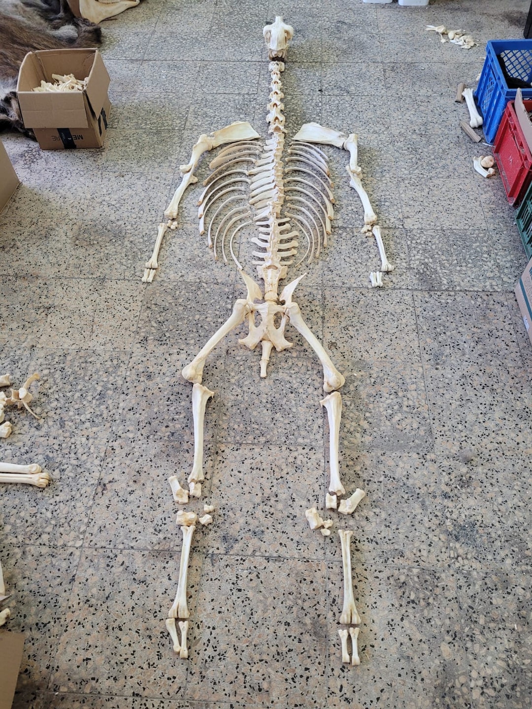 Llama Skeleton. lama Glama is a Domesticated South American Camelid ...