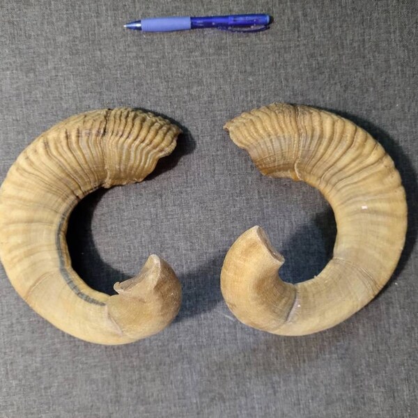 Toy Horns - Etsy