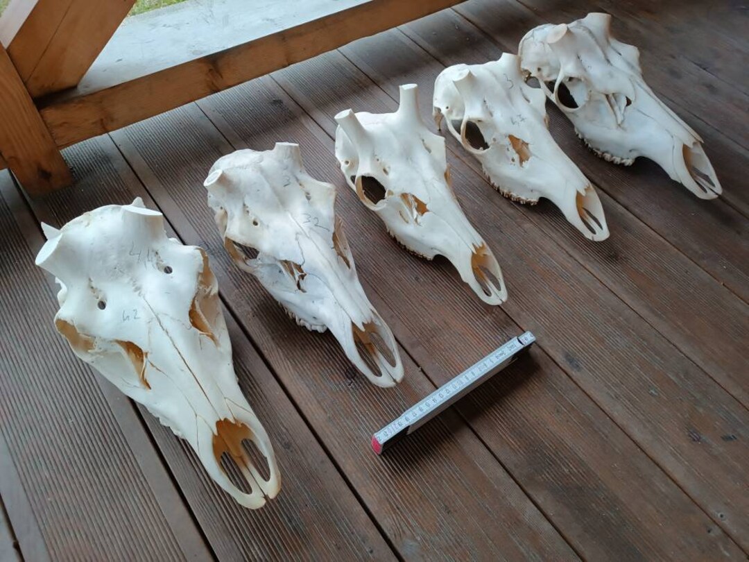 1 Red Deer Skull Stag Upper Deer Skull cervus Elaphus Complete Jaws ...