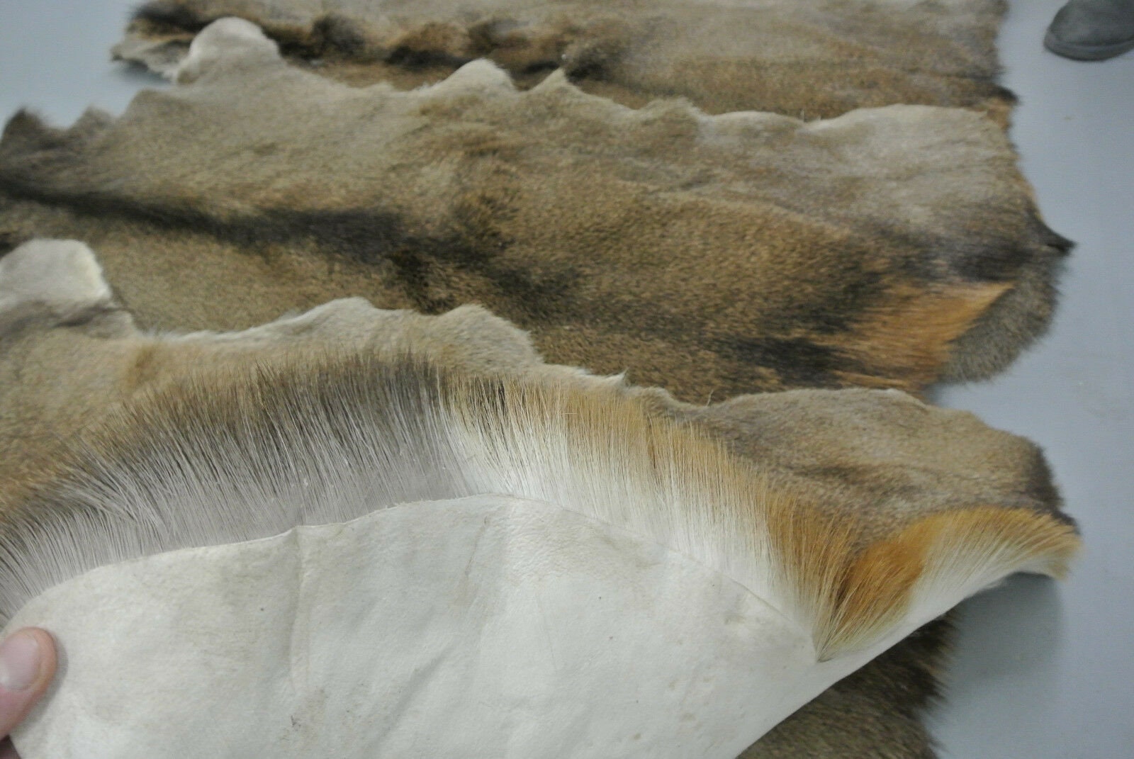 Set of 3 Red Deer Skin Hide Cervus Elaphus Stag Fur Pelt Rug | Etsy