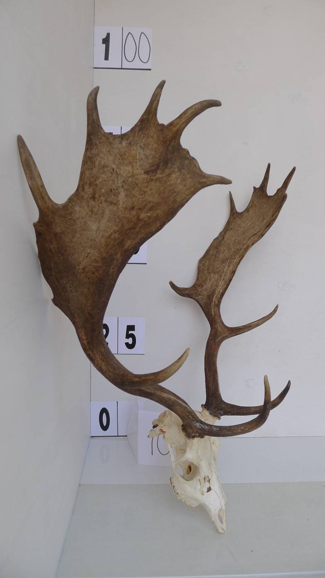 European Fallow Deer Antlers Complete Skull Ram Bull Horns - Etsy