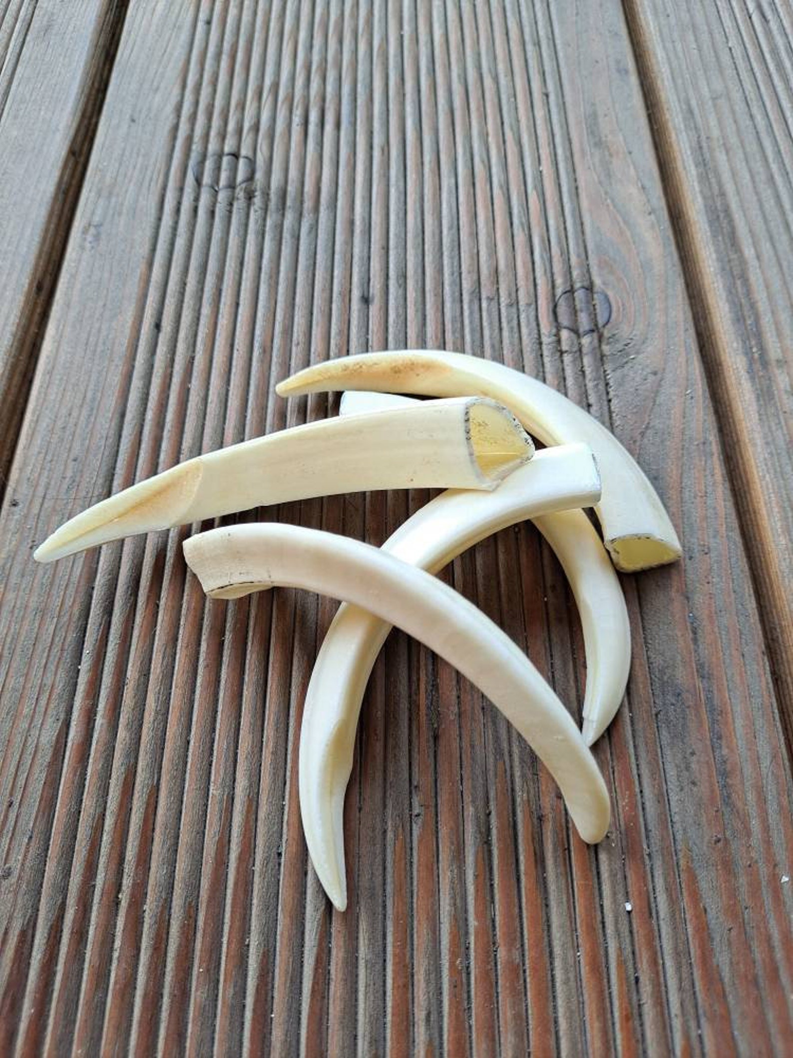 Wild boar tusks set of 5 sale as seen in the photography | Etsy
