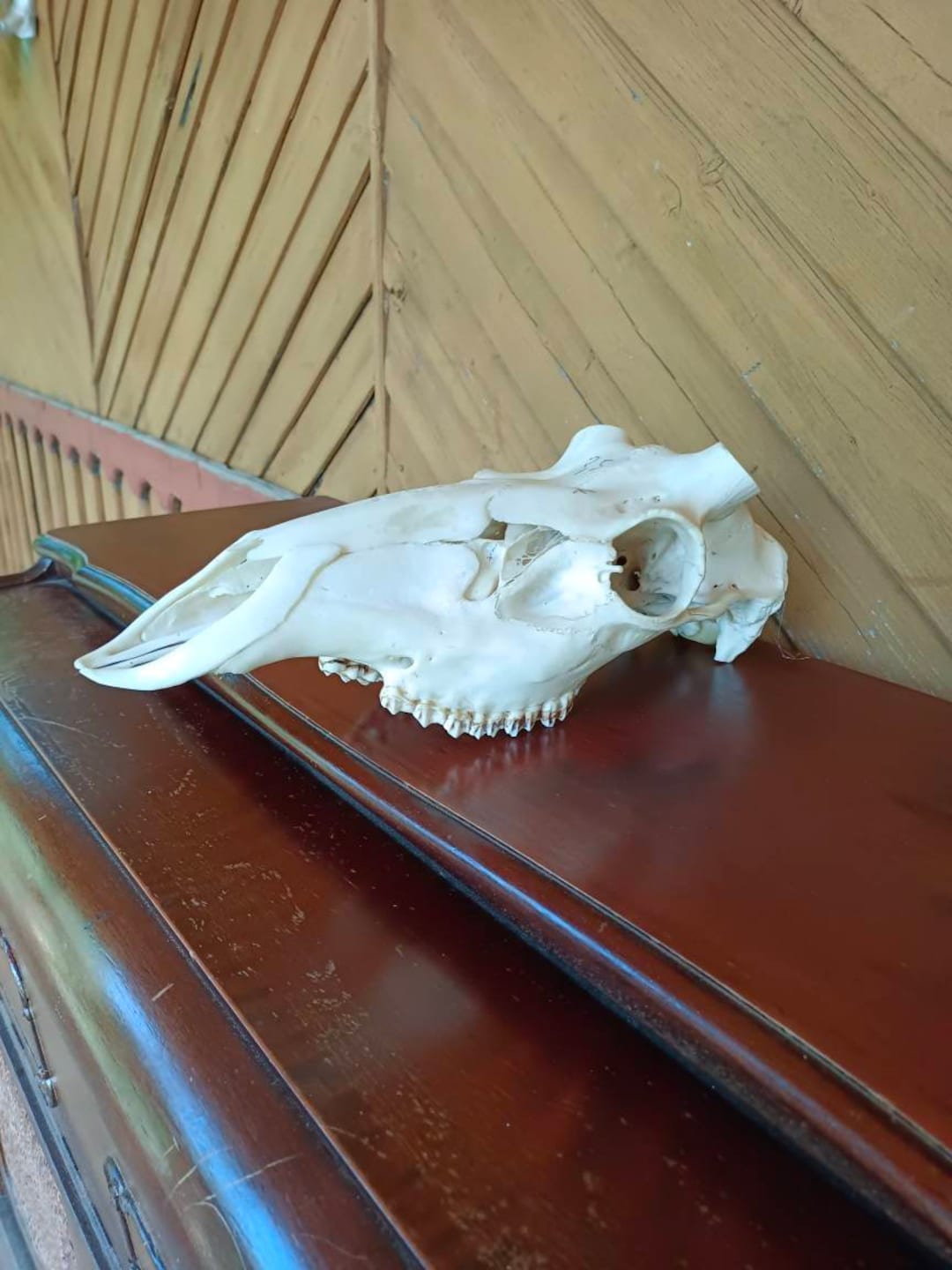 European Large Red Deer Skull cervus Elaphus Complete Head - Etsy