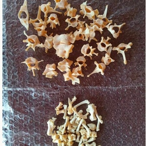 Continental European Wild Badger Complete Skeleton Taxidermy - Etsy