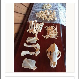 Continental European Wild Badger Complete Skeleton Taxidermy - Etsy