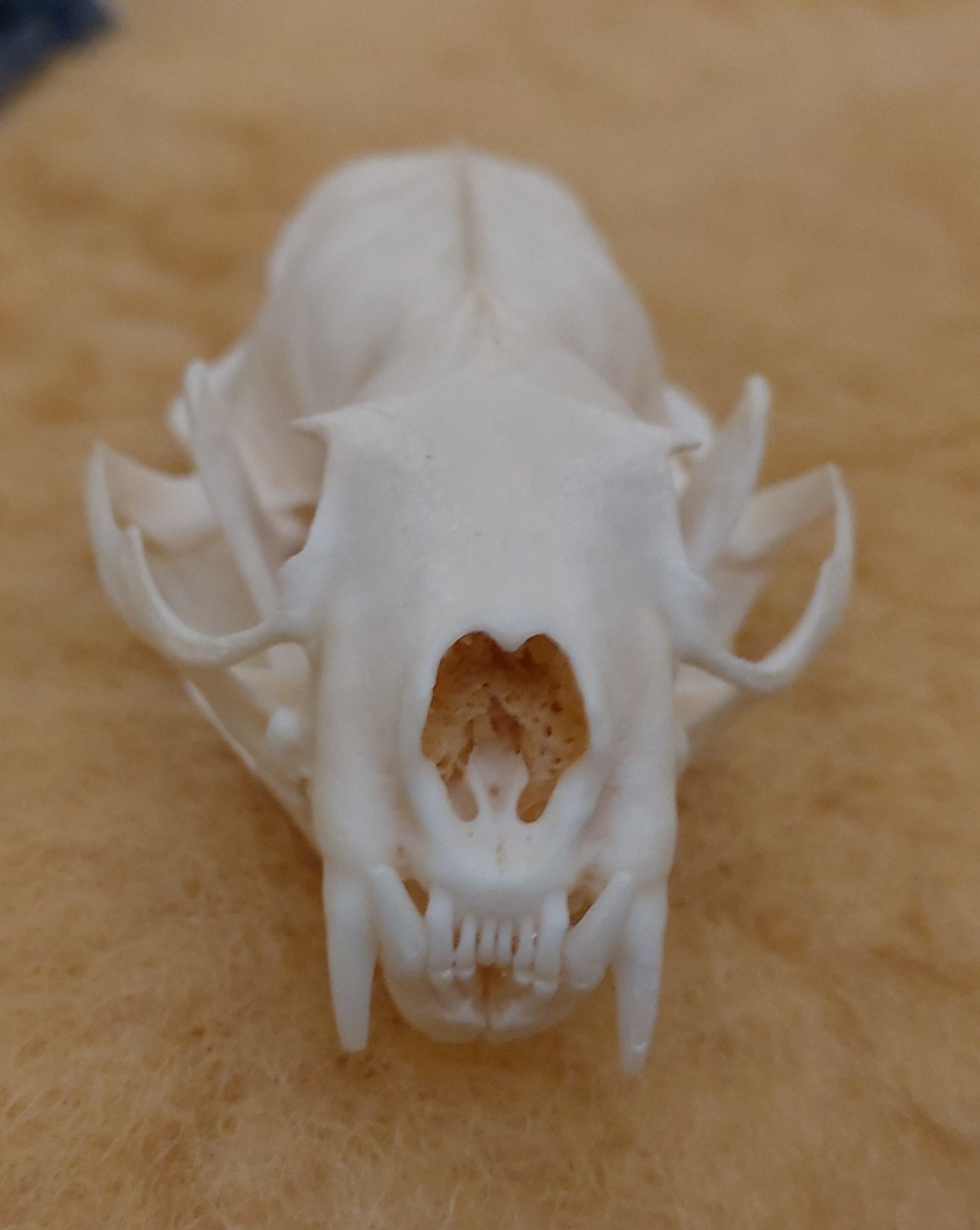 Set of 3 Skulls American Mink Skulls Perfect Complete | Etsy