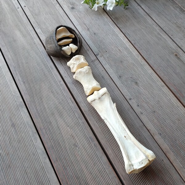 Deer Leg Bone - Etsy