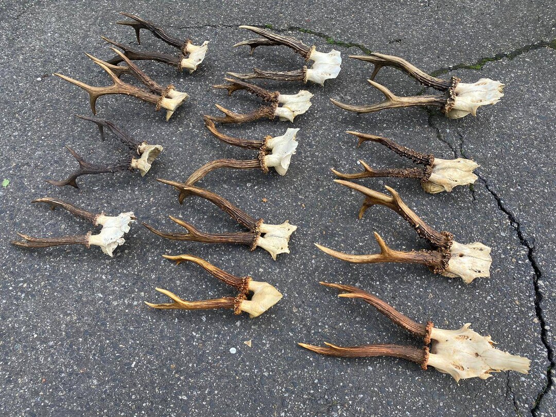 Set of 13 Roe Deer Antlers With Skull Taxidermy Home Decor Gothic ...