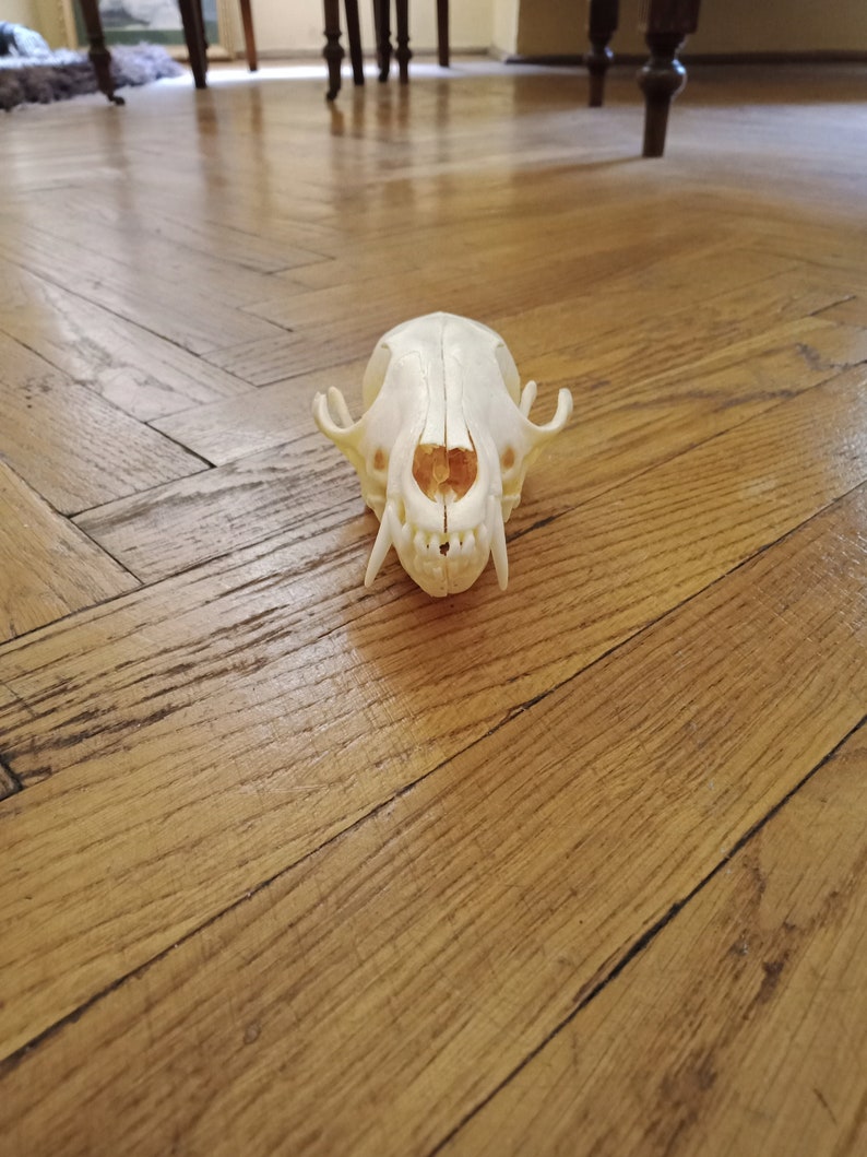 European Wild Red Fox Skull Head Home Decor Display Shamanic - Etsy