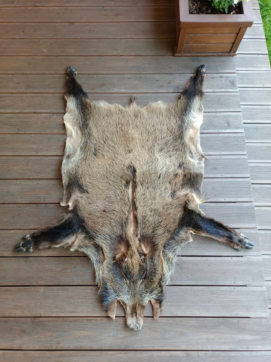 Real Giant European Wild Boar Skin Hooves Hide Pelt Area Rug - Etsy