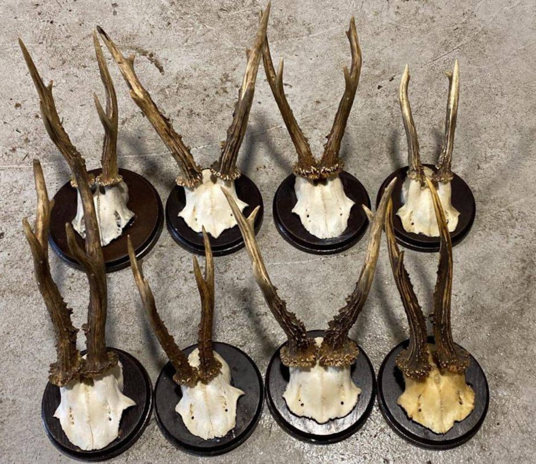 Set of 3 Roe Deer Antlers Skulls Taxidermy Home Decor Gothic Shamanic ...