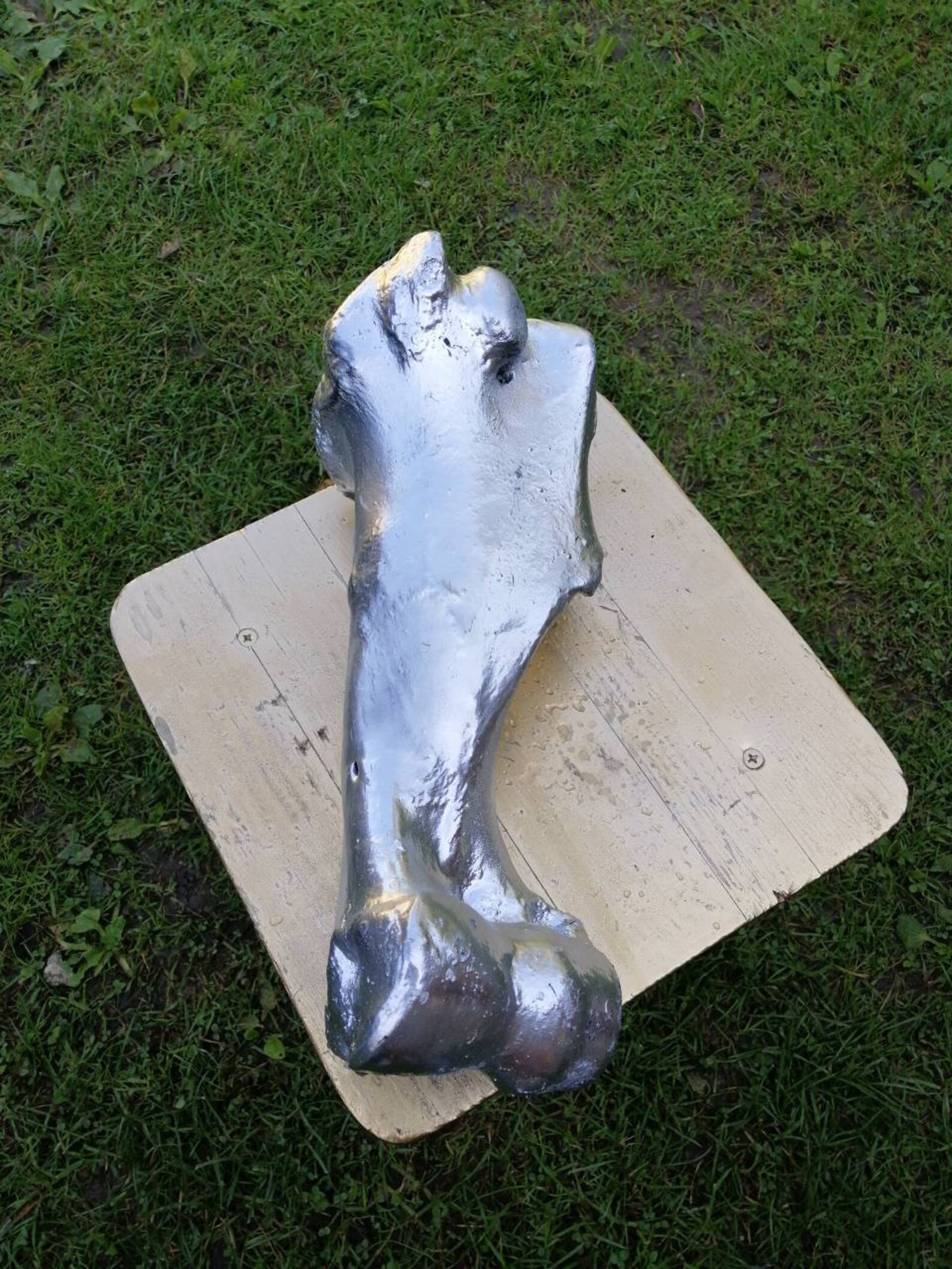 Real horse bone leg painted in silver taxidermy education | Etsy