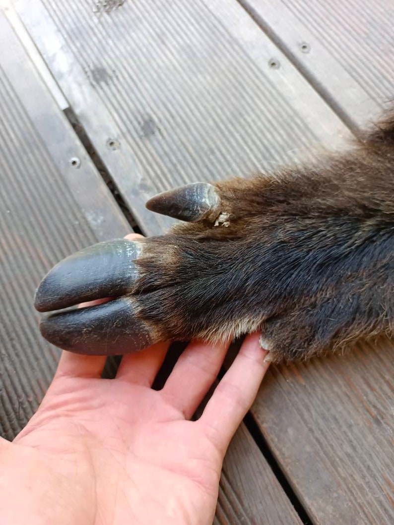 Real Giant European Wild Boar Skin Hooves Hide Pelt Area Rug - Etsy