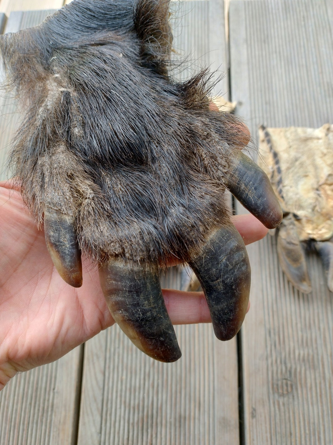 Set of 4 Large European Wild Boar Hooves Claws Taxidermy Ornament ...