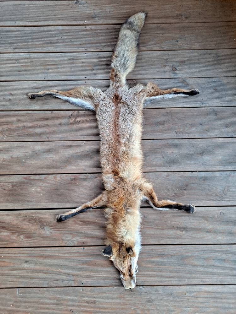 Wild highland red fox skin hide pelt fur high quality complete | Etsy