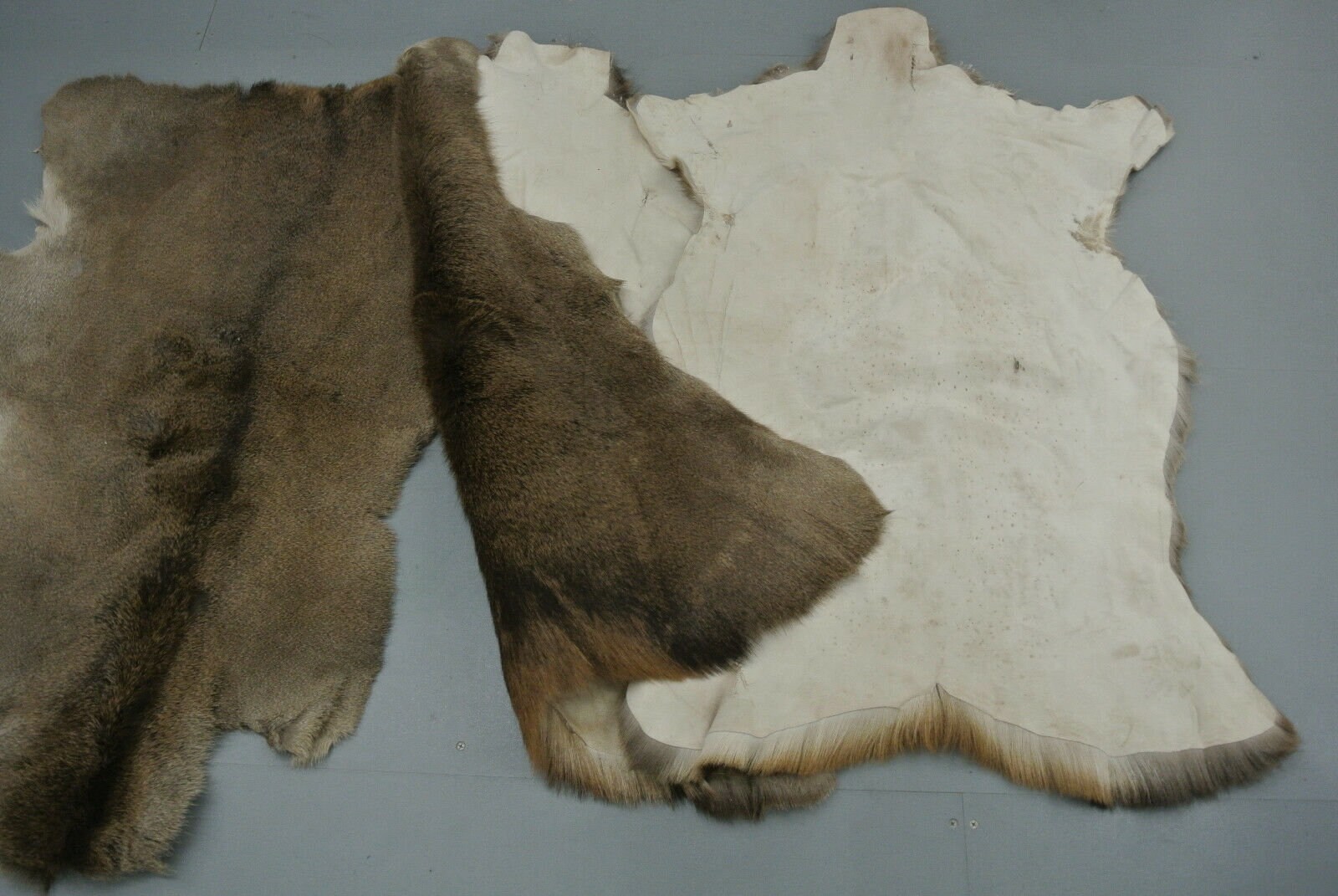 Set of 3 Red Deer Skin Hide Cervus Elaphus Stag Fur Pelt Rug | Etsy