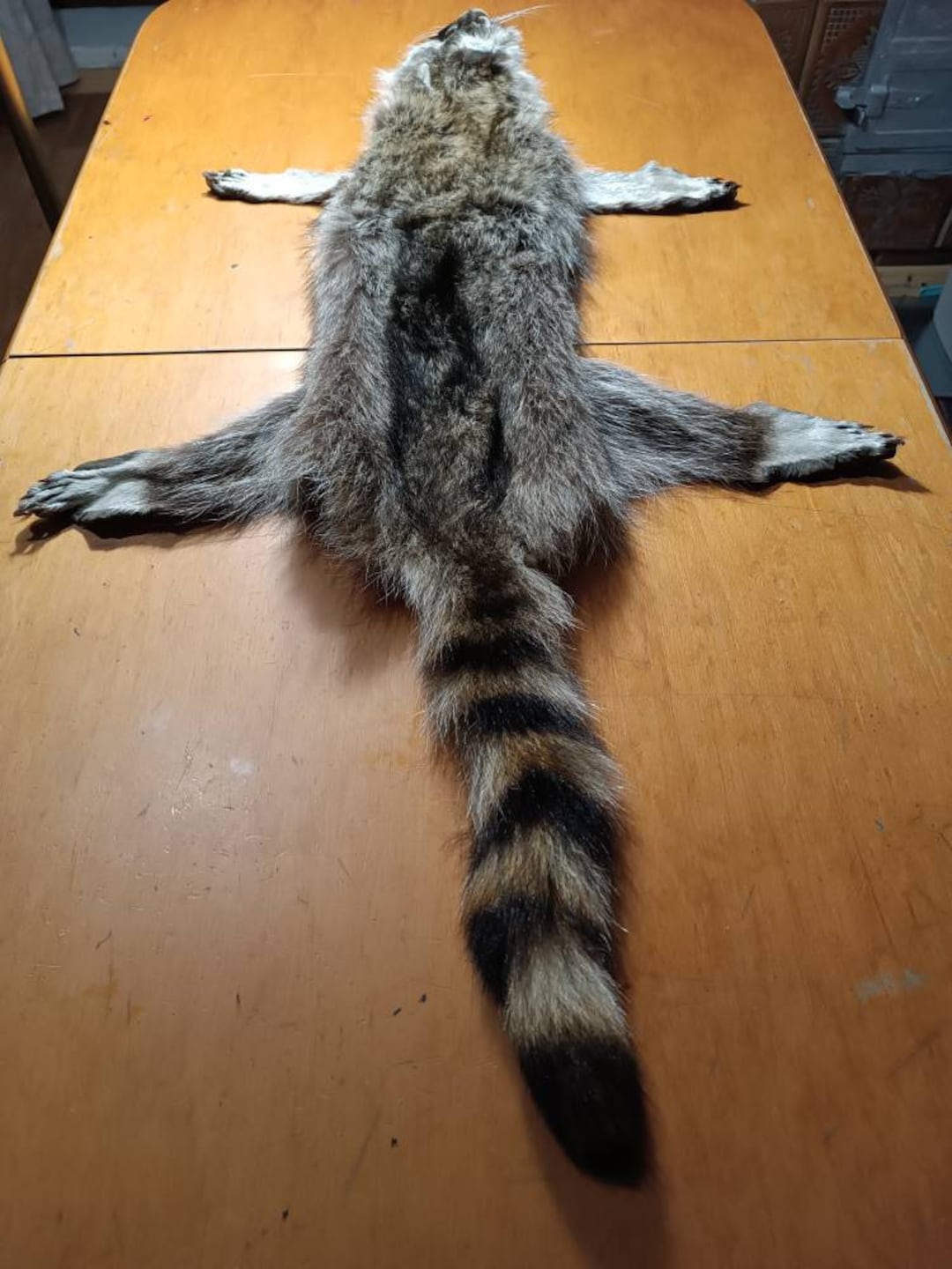 Raccoon Pelt Skin Hide Fur Complete Belly Paws Face, Racoon Taxidermy ...