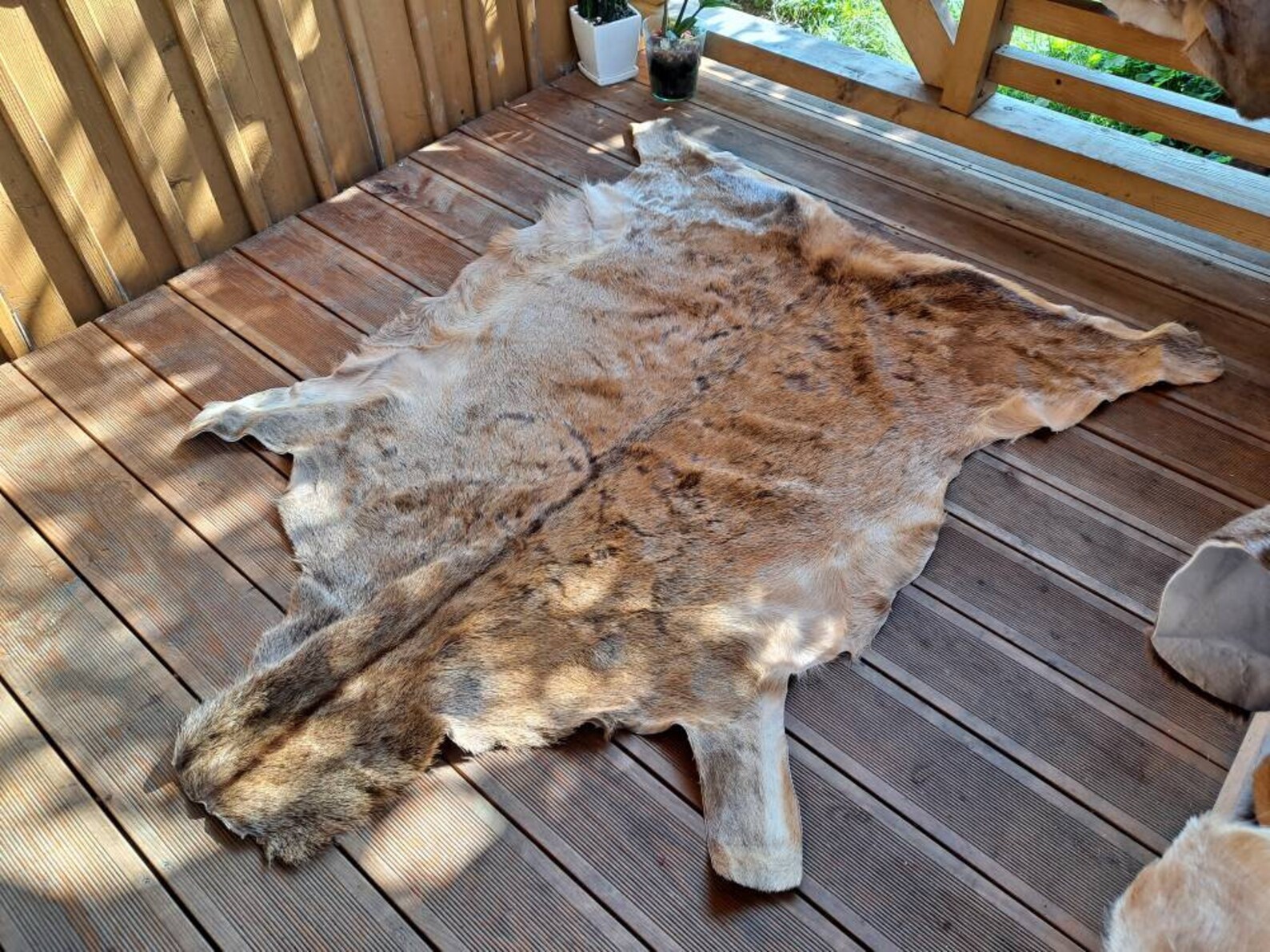 Large Giant Red Deer Skin Hide Cervus Elaphus Stag Fur Pelt | Etsy