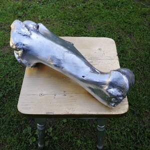 Real Horse Bone Leg Painted in Silver Taxidermy Education - Etsy