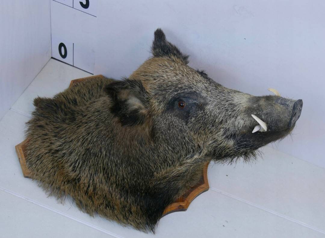 Large Wild Boar Taxidermy Boar Wild Pig Head and Shoulder - Etsy