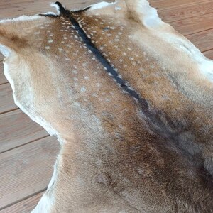 Large Fallow Deer Rug Skin Hide Fur Pelt Hunting House Home - Etsy