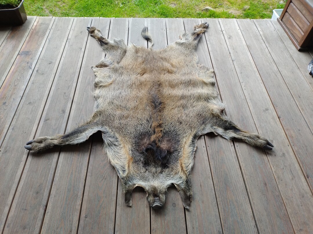 European Wild Hog Boar Skin Pelt Area Rug Hide Fireplace - Etsy