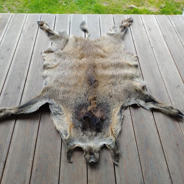 Wild European Hog Mounts - Etsy