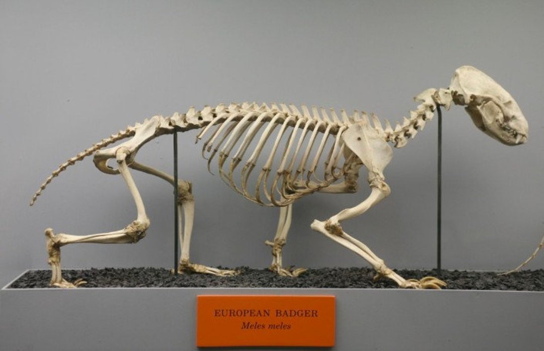Continental European Wild Badger Complete Skeleton Taxidermy - Etsy