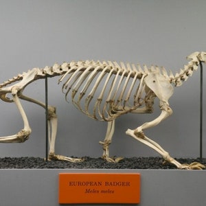 Continental European Wild Badger Complete Skeleton Taxidermy - Etsy