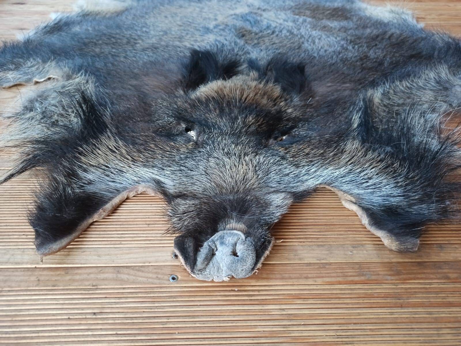 Large Wild Boar Skin Hide Floor Area Rug Home Decor Taxidermy - Etsy