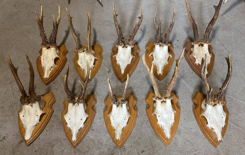 Set of 3 Roe Deer Antlers With Skull Taxidermy Home Decor Gothic ...
