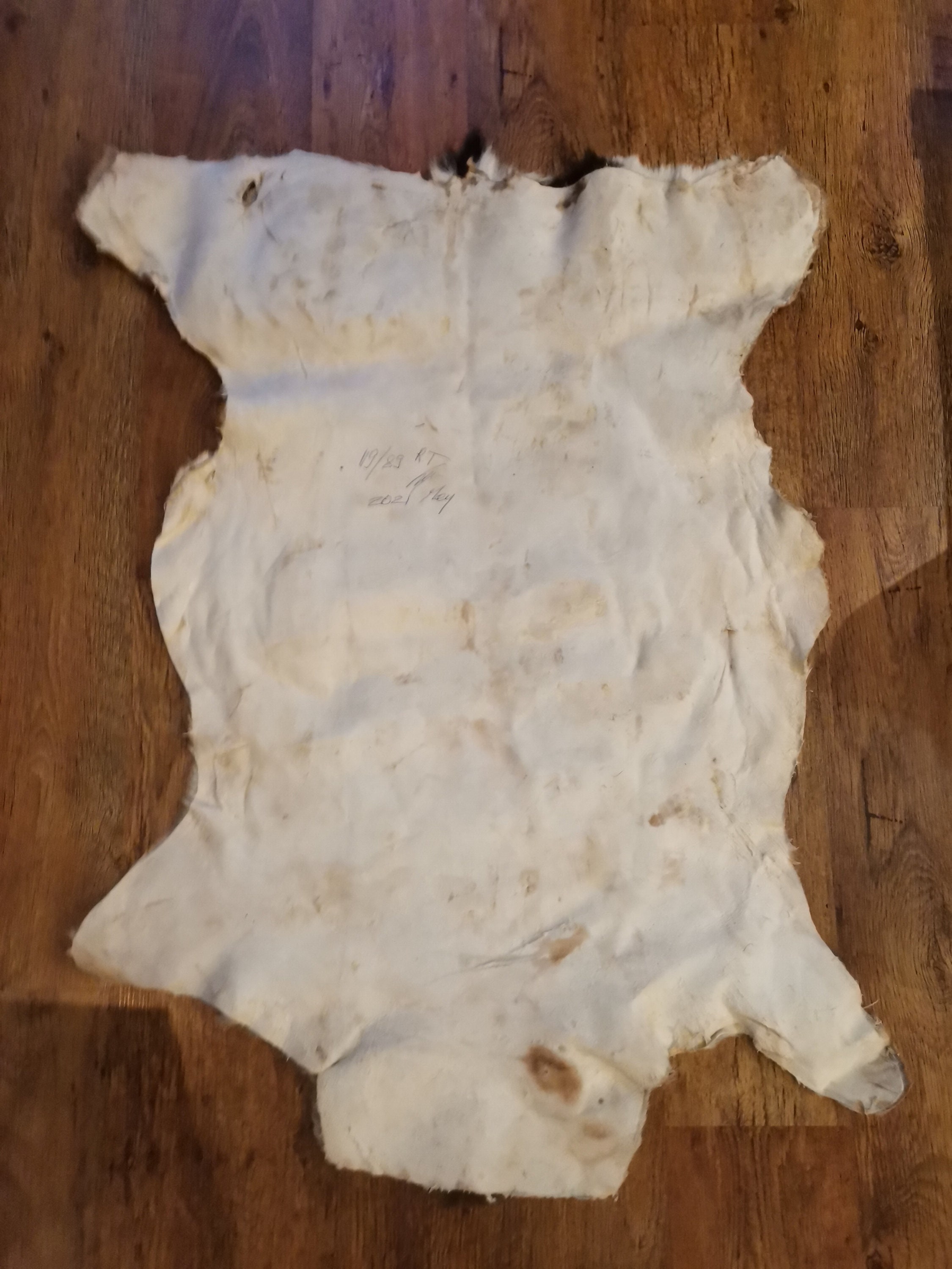 Fallow Deer Skin Hide Area Rug Fur dama Dama Living Room - Etsy Canada