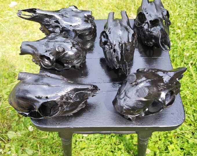 Bobcat Skull Crystallized Skull Taxidermy Animal Bones - Etsy Canada