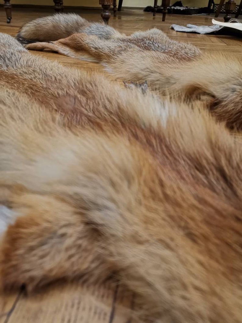 Set 2 Wild Highland Red Fox Skin Hide Pelt Fur Complete - Etsy