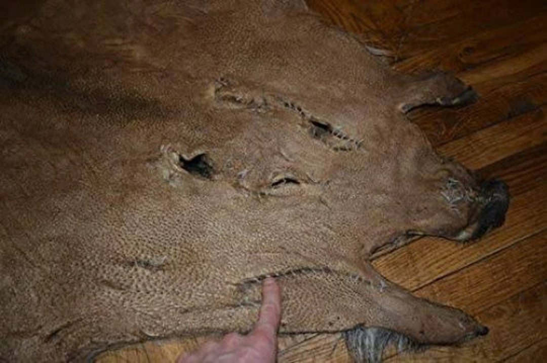 Real Giant European Wild Boar Skin Pelt Area Rug Hide - Etsy