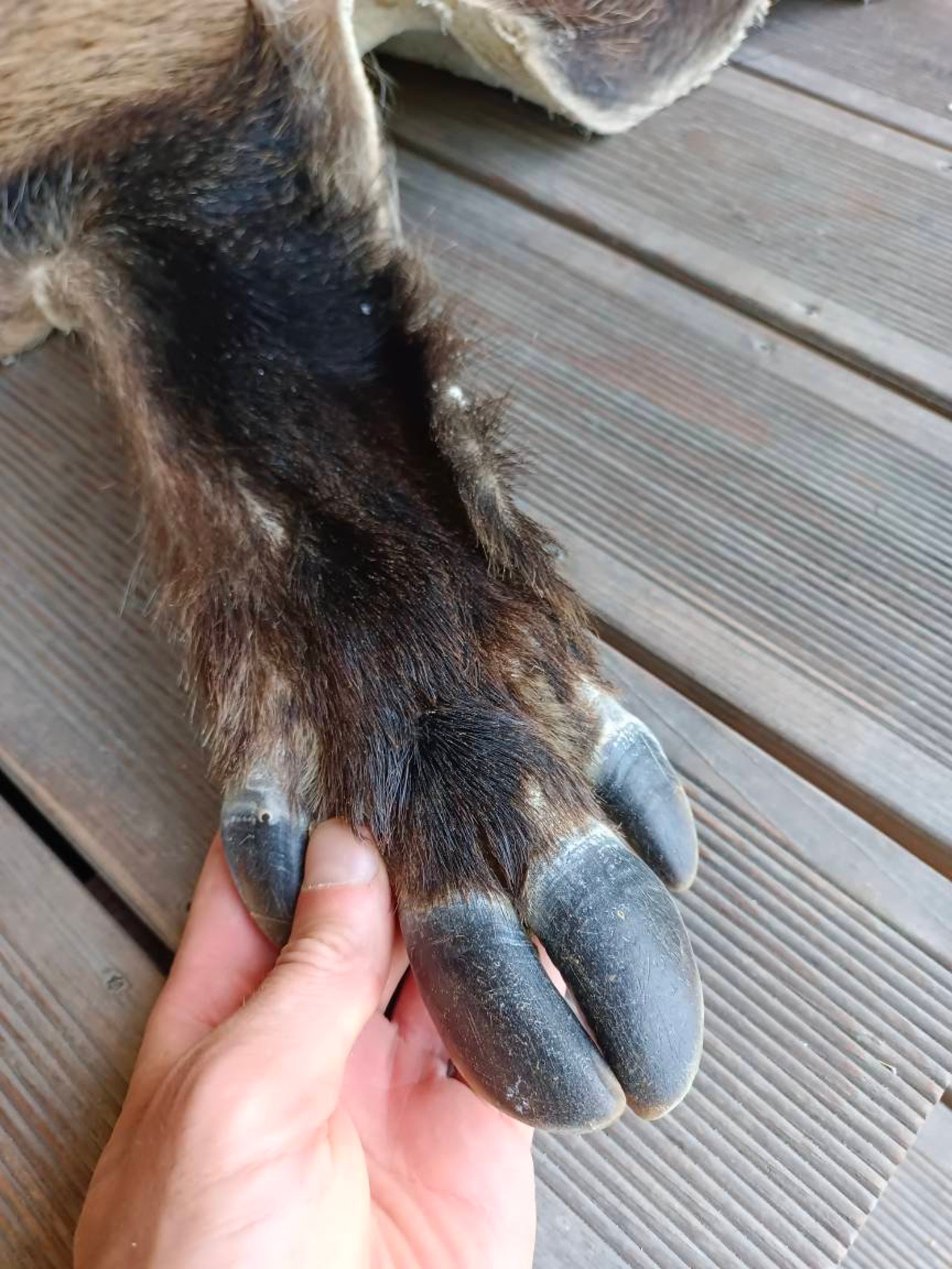 Real Giant European Wild Boar Skin Hooves Hide Pelt Area Rug - Etsy