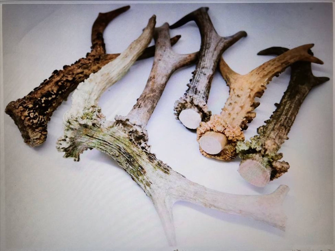 Set Bulk of 10 Deer Whole Antlers Not Cut up Antlers and Last Long With ...