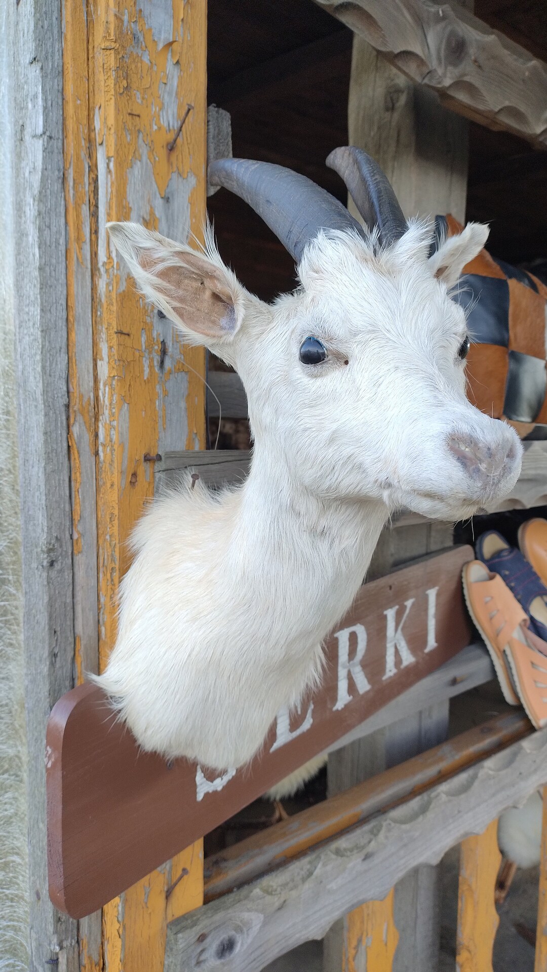 Highland European Goat Bull Taxidermy Skull With Long Horns Antlers ...