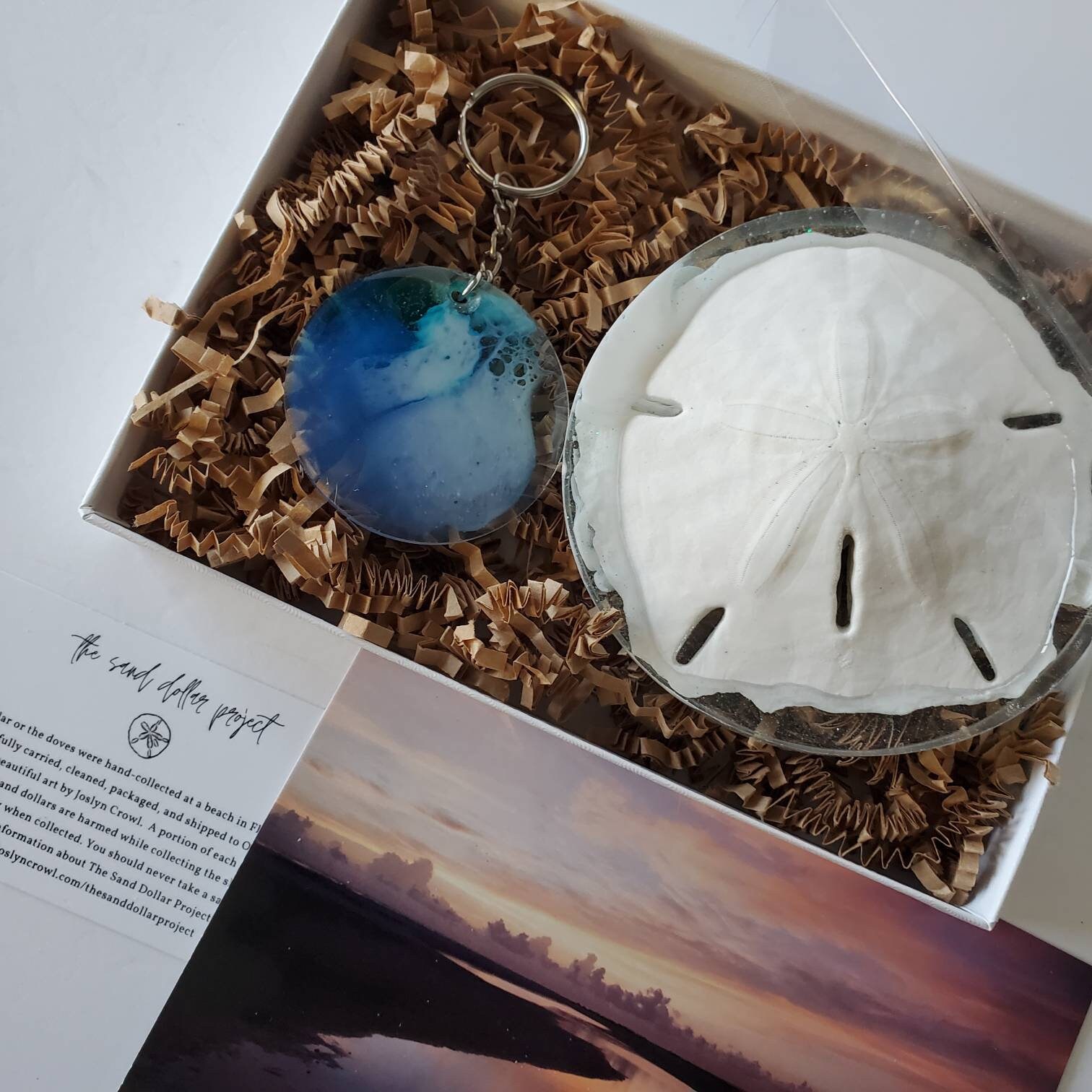 Sand Dollar Sanddollar Gift Set Seashell Beach Decor Sand - Etsy