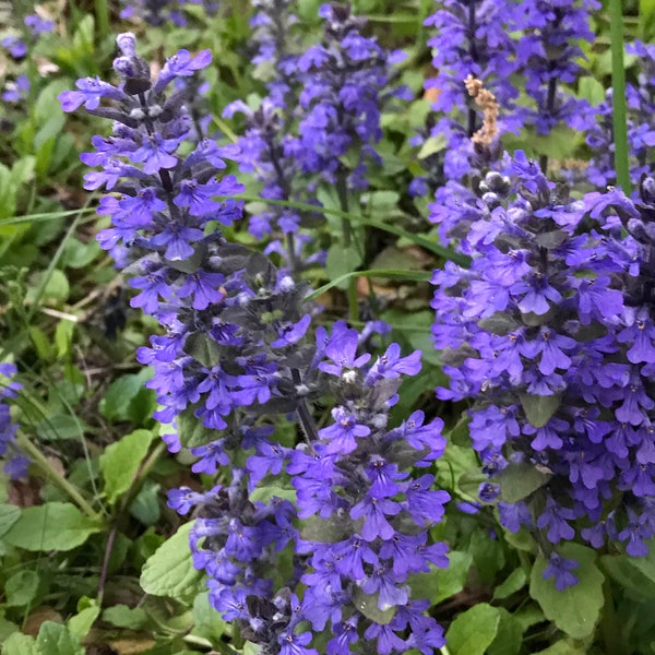 Evergreen Ground Cover - Etsy