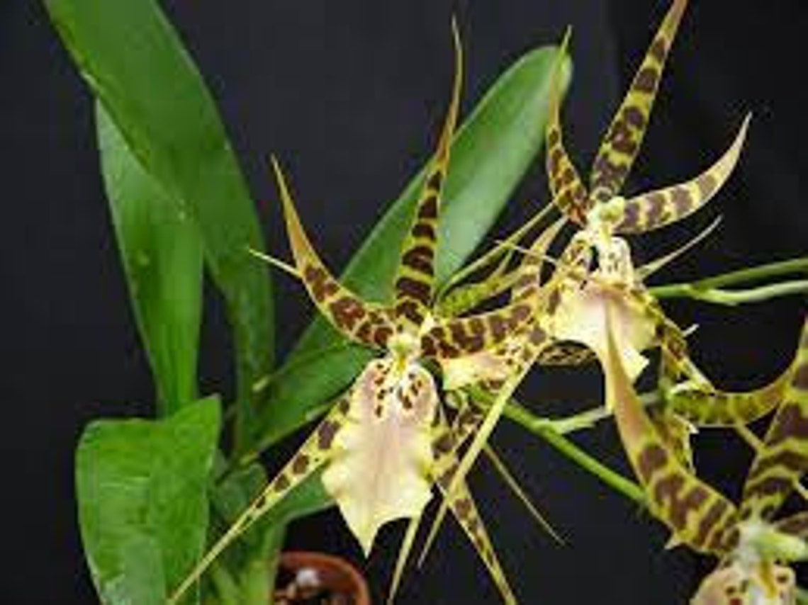 Bratonia Golden Spider 'copius', Orchid Plant 2.5'' Pot Prestige ...