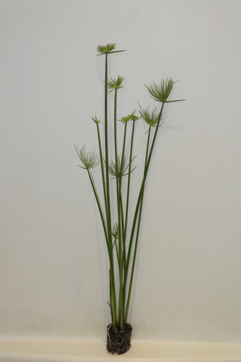 Dwarf Papyrus Tropical Aquatic Marginal Pond Plant 1 Starter Plant in 2 ...