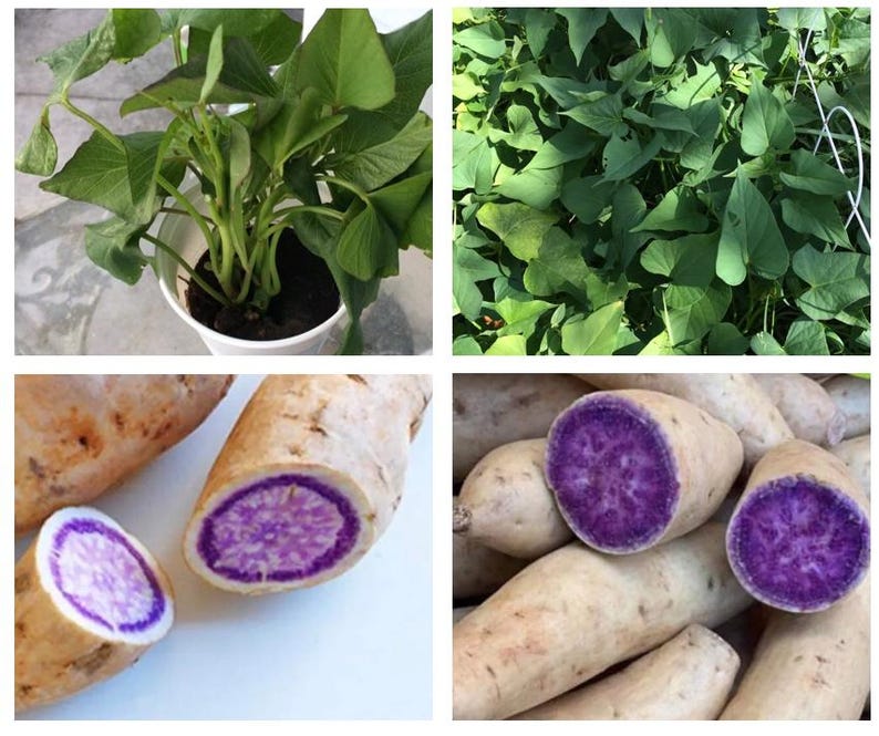 3 Plants in A Cup - Okinawa Purple Sweet Potato Plants - Prestige ...
