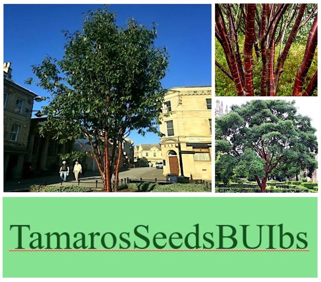 Tibetan Paper Birchbark Cherry Tree Seeds Prunus Serrula Hardy Shiny ...